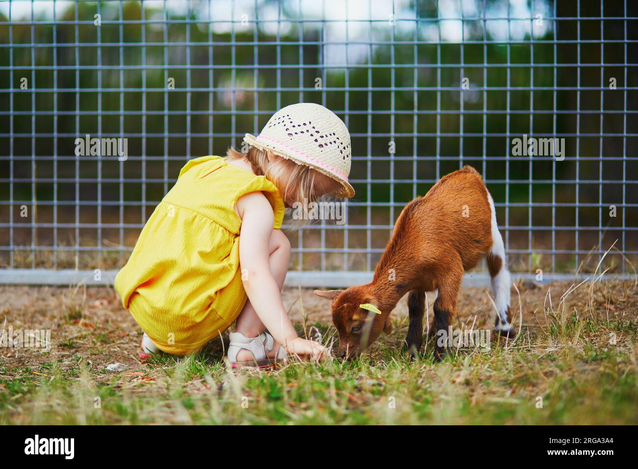 Adorable toddler girl in yellow dress and straw hat playing with goats ...