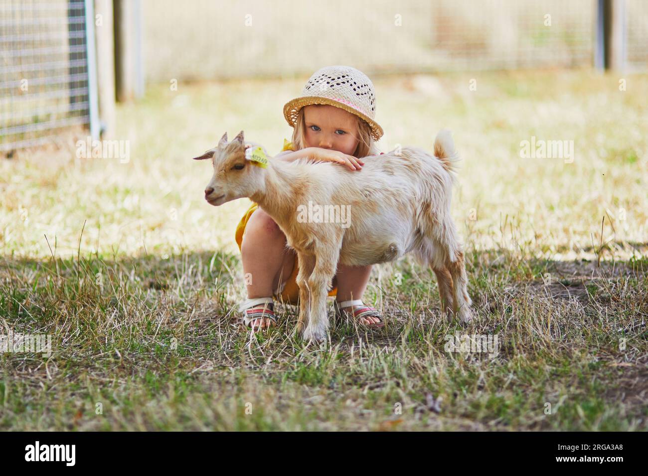 Adorable toddler girl in yellow dress and straw hat playing with goats ...