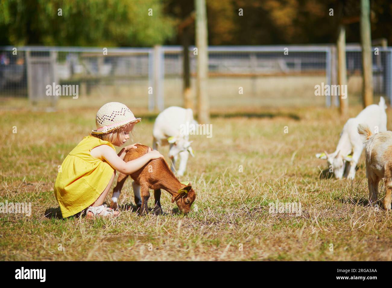 Adorable toddler girl in yellow dress and straw hat playing with goats ...