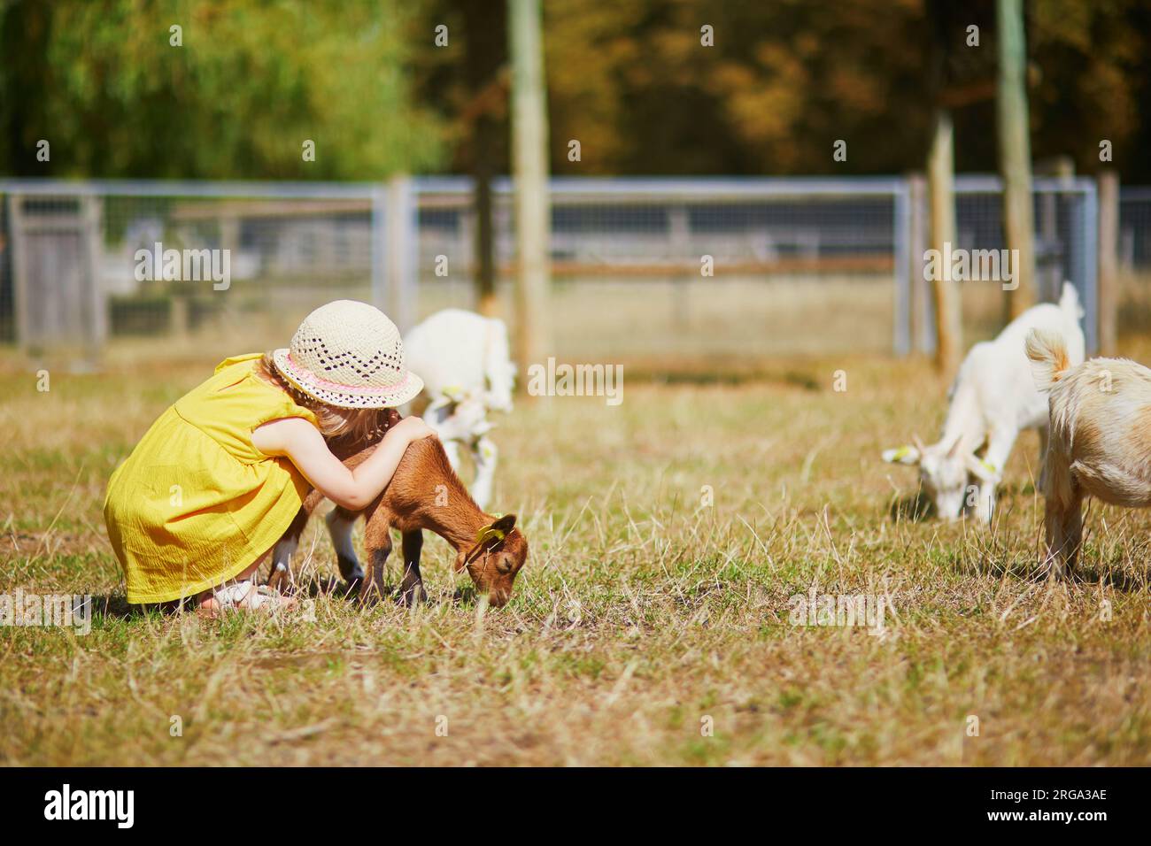 Adorable toddler girl in yellow dress and straw hat playing with goats ...