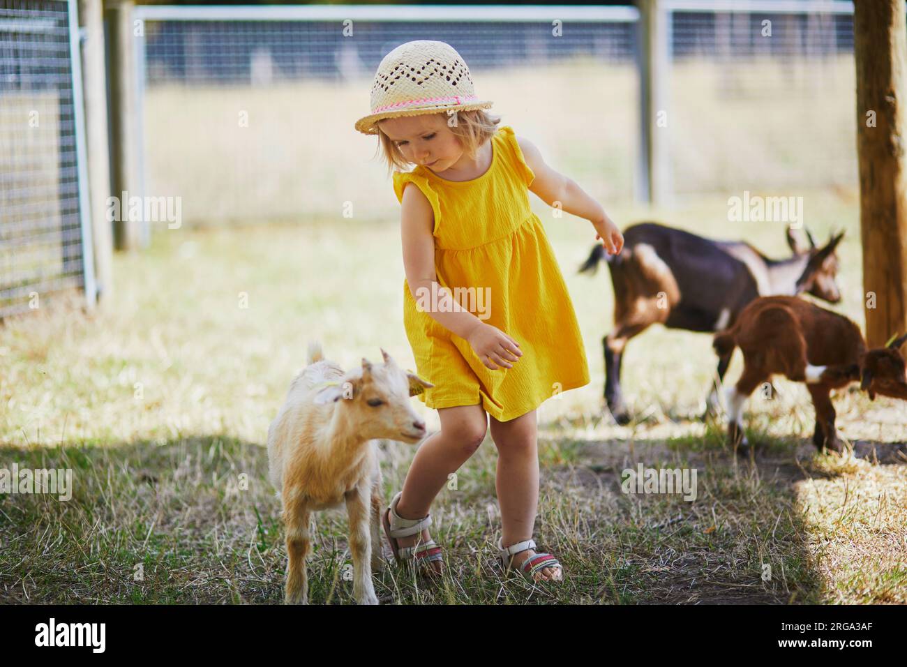 Adorable toddler girl in yellow dress and straw hat playing with goats ...
