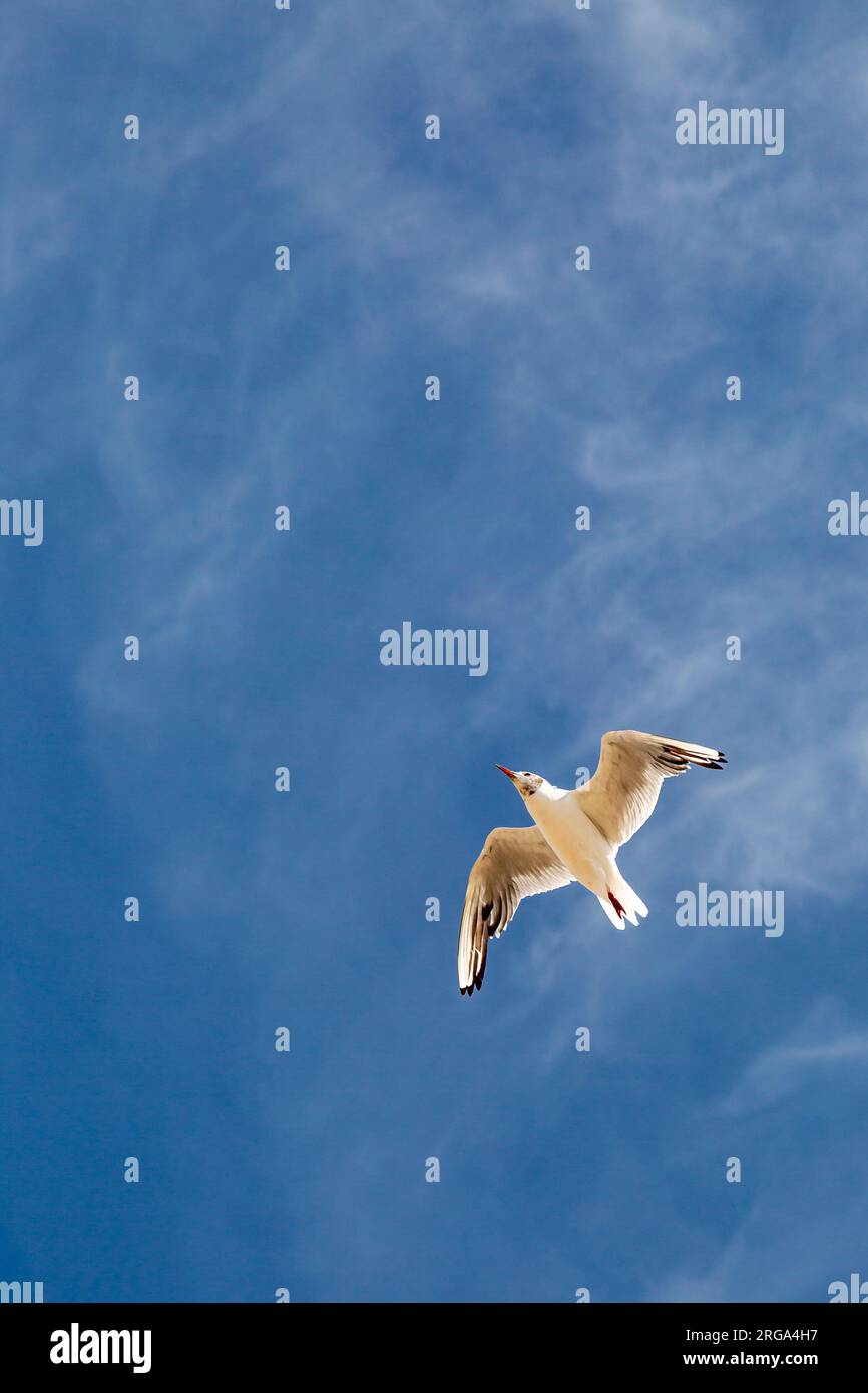 A low angle view of a seagull in flight at Southport, with a blue sky ...