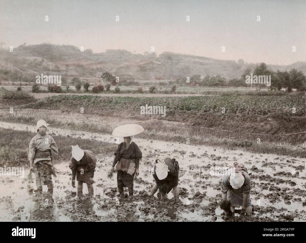 Farm workers transplanting rice sprouts, Japan. Vintage 19th century ...