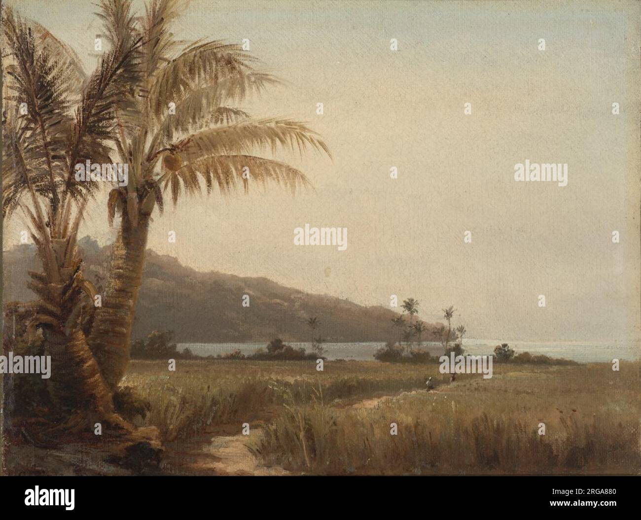 Coconut Palms by the Sea, St. Thomas 1856 by Camille Pissarro Stock ...