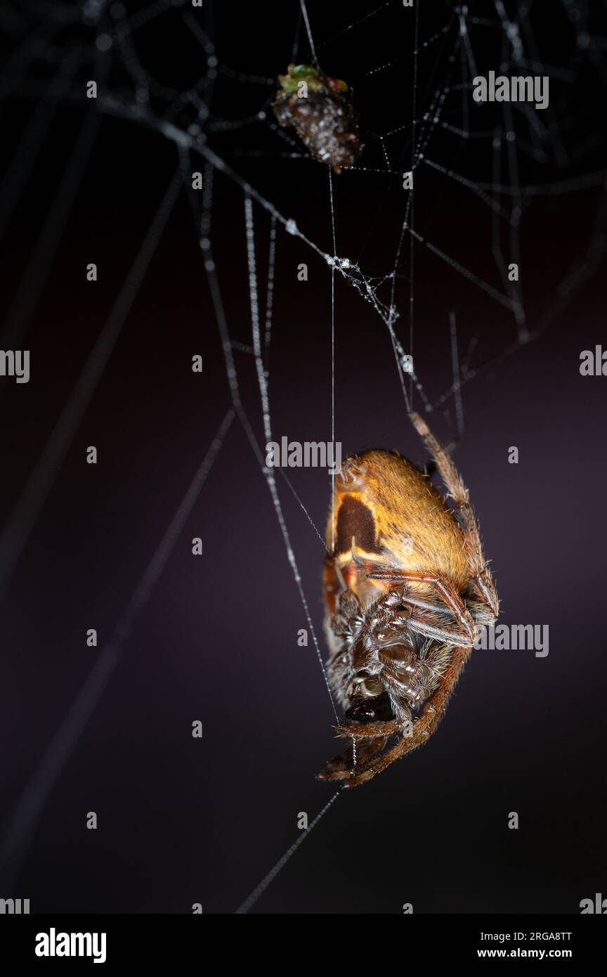 Hairy spider catch in web insect macro close up view Stock Photo - Alamy