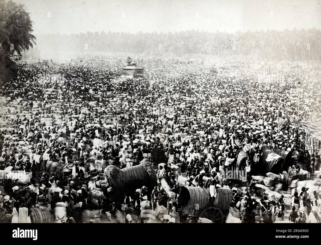 19th century vintage photograph: Huge crowd, ceremony, India or Ceylon ...