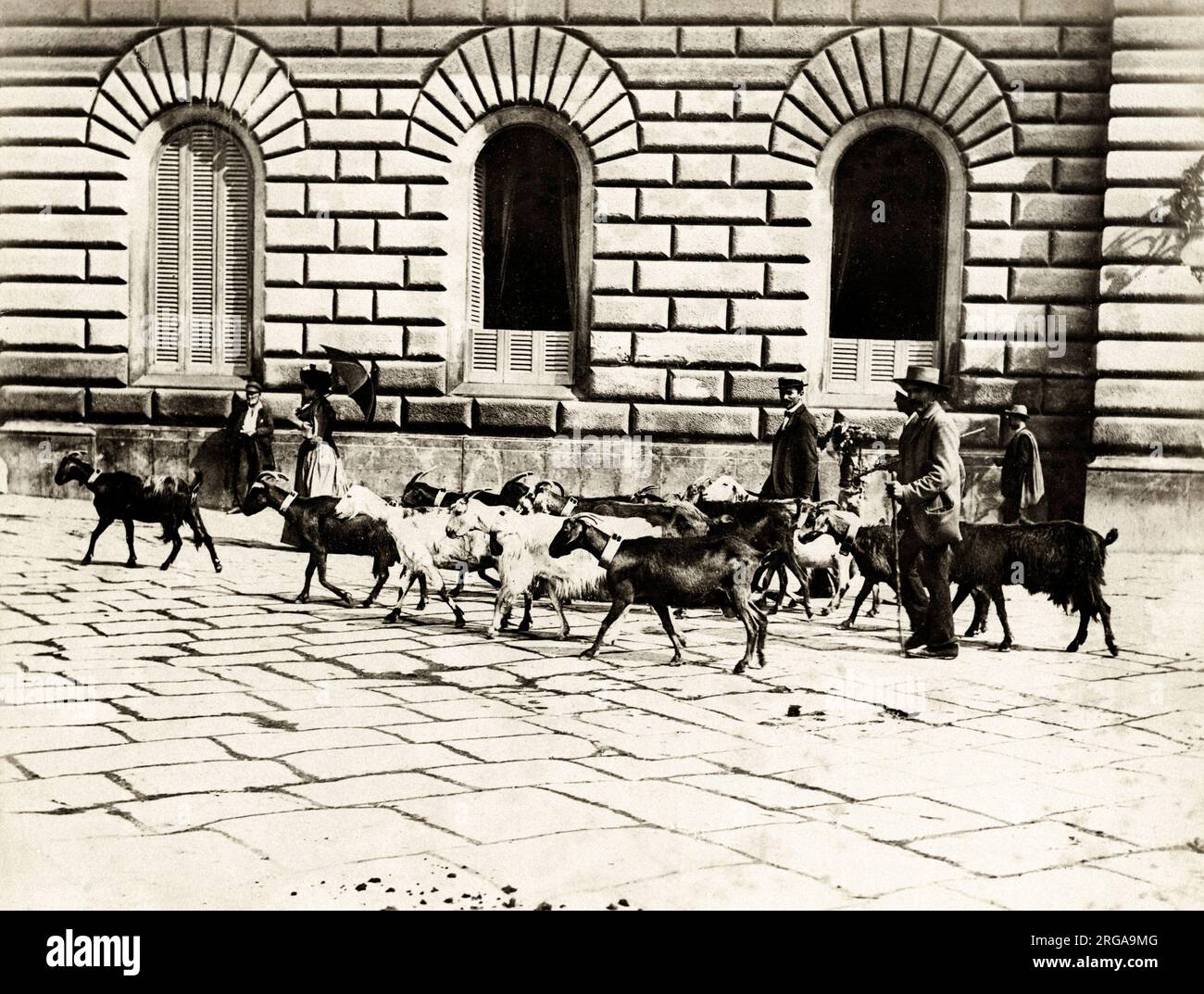 Old photo goats hi-res stock photography and images - Alamy