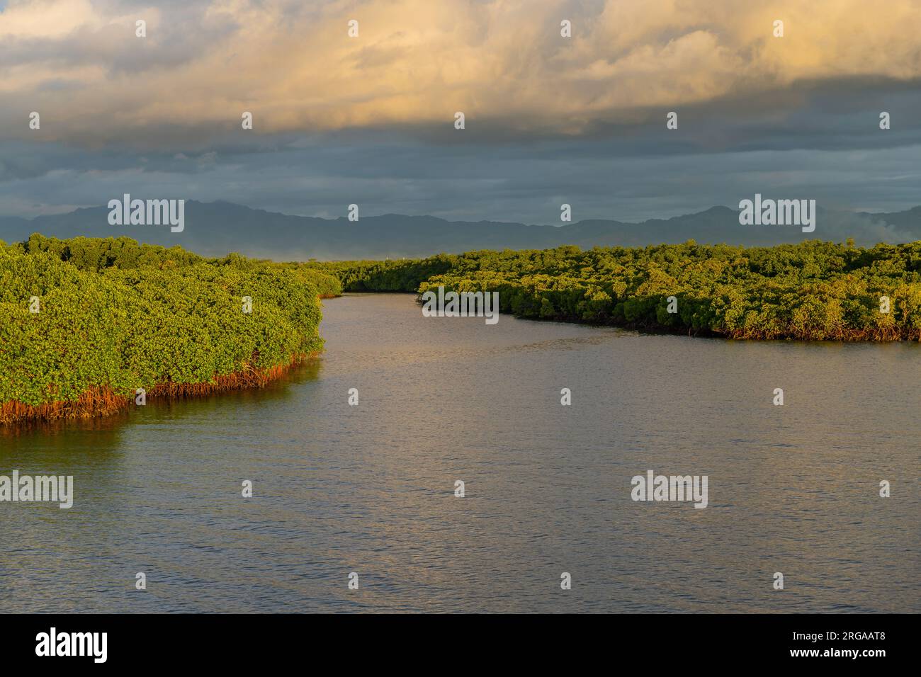 Mangroves and lush vegetation with mountains behind, Port Denarau, near ...
