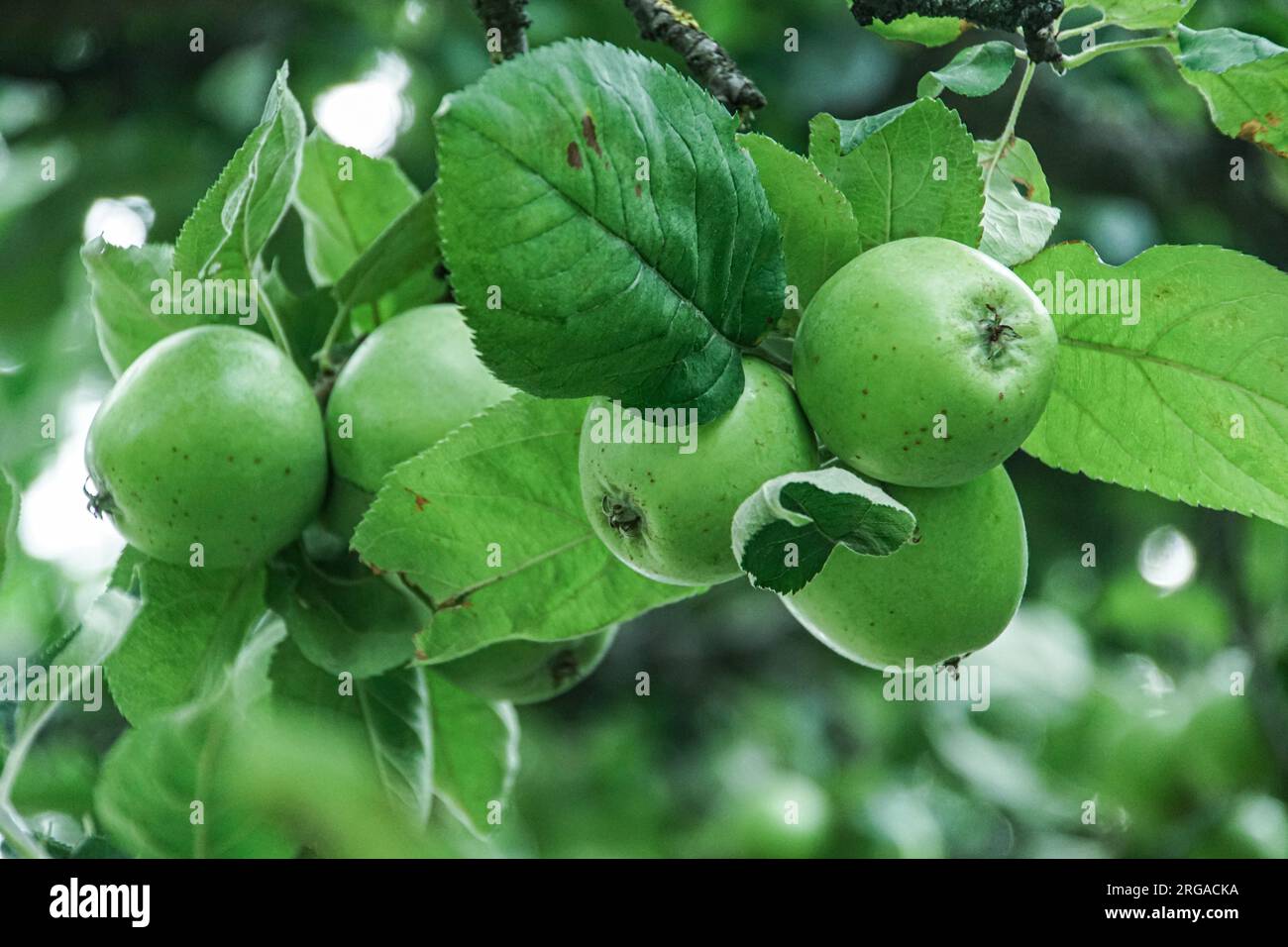 a close up of a fruit hanging from a tree Stock Photo - Alamy