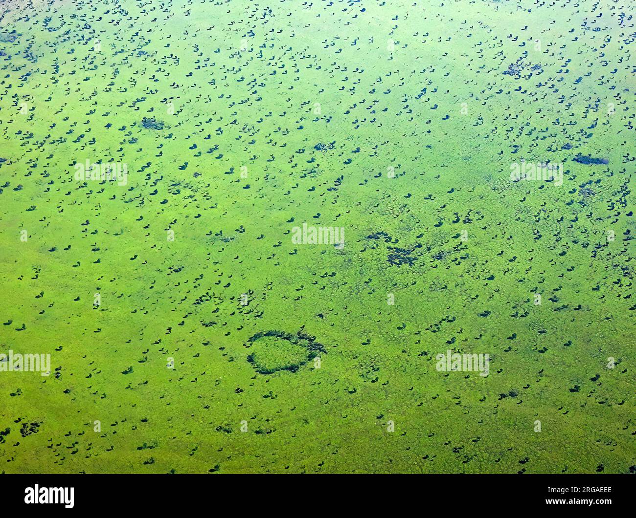 South Sudan bush Stock Photo - Alamy