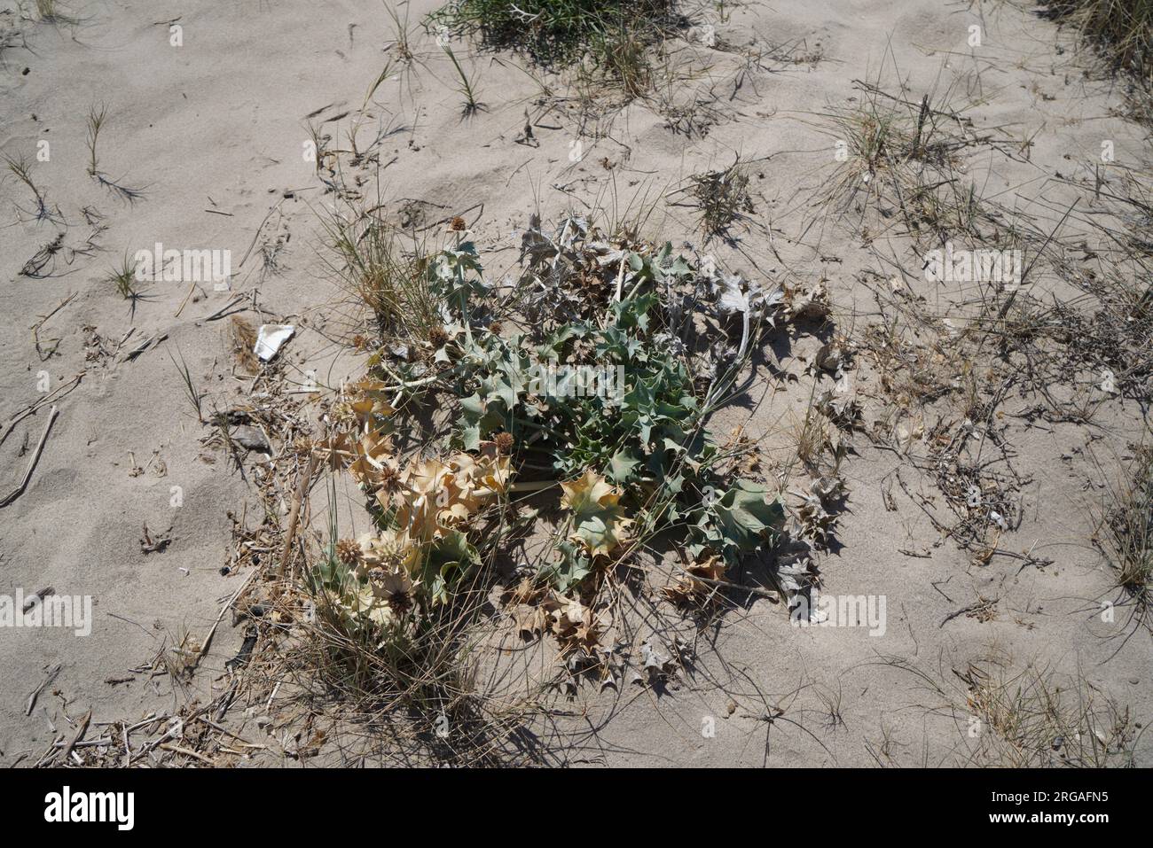 Plants on the mediterranean beach growing in the sand Stock Photo - Alamy