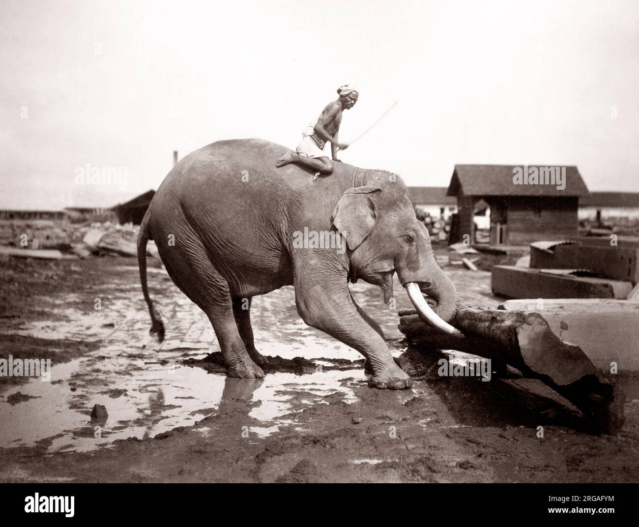 Burma Myanmar working elephant in timber yard Stock Photo - Alamy