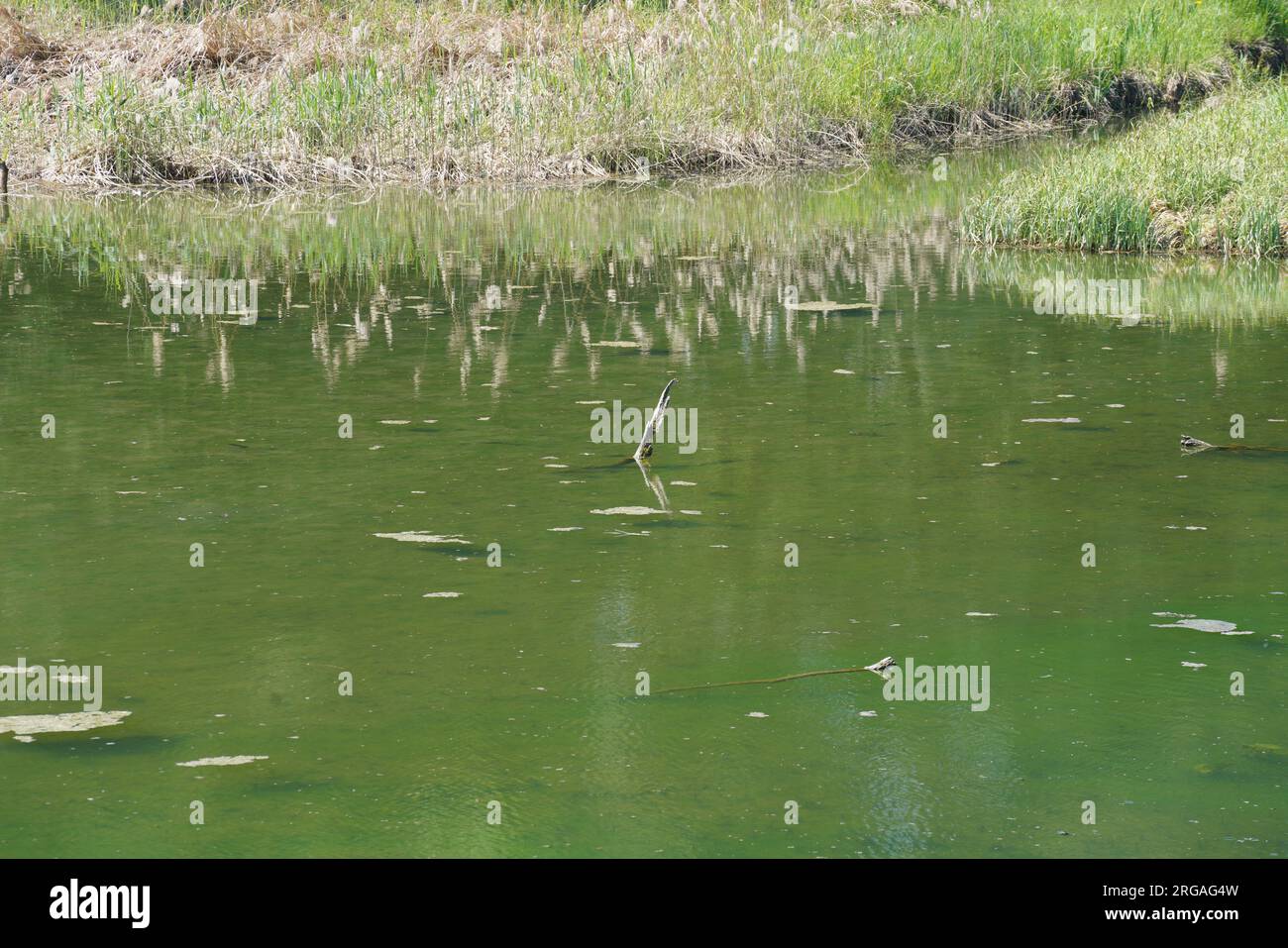 The surface of an old swamp covered with duckweed and algae, dead trees ...