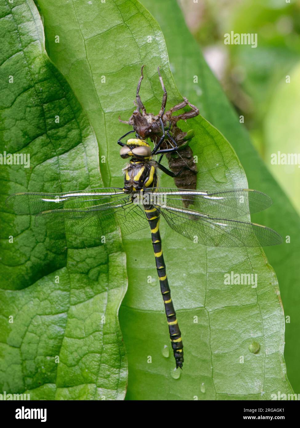 Golden nymph hi-res stock photography and images - Alamy