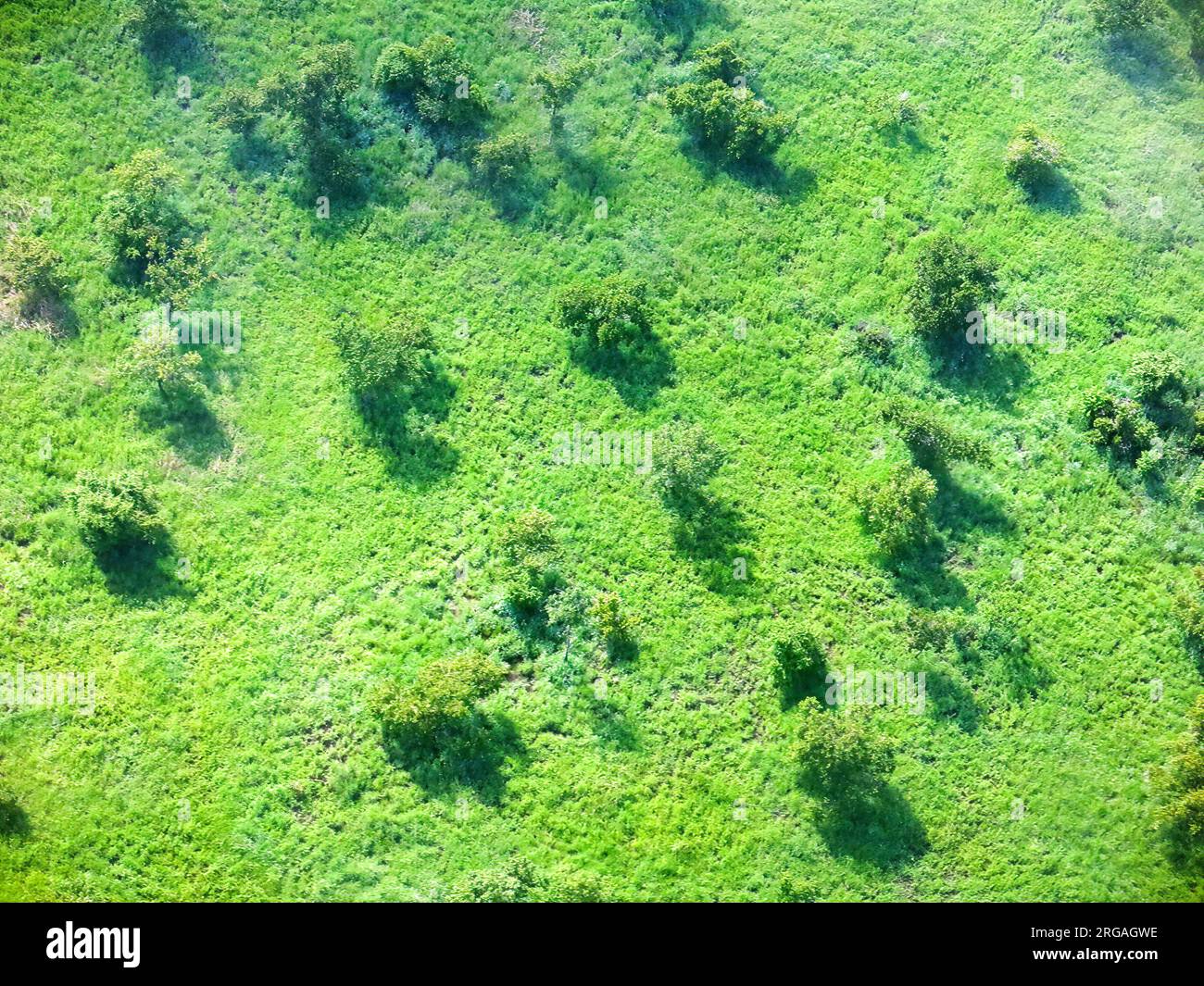 South Sudan bush Stock Photo - Alamy