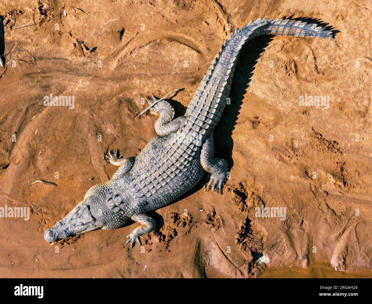 Large saltwater crocodile from bird's eye view drone, Australia Stock ...