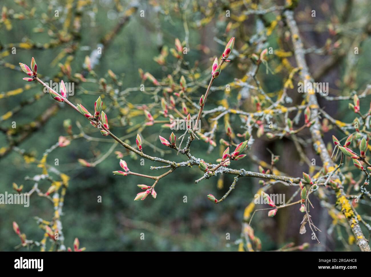 Beautiful new buds of a tree branch close-up in forest in early Spring ...