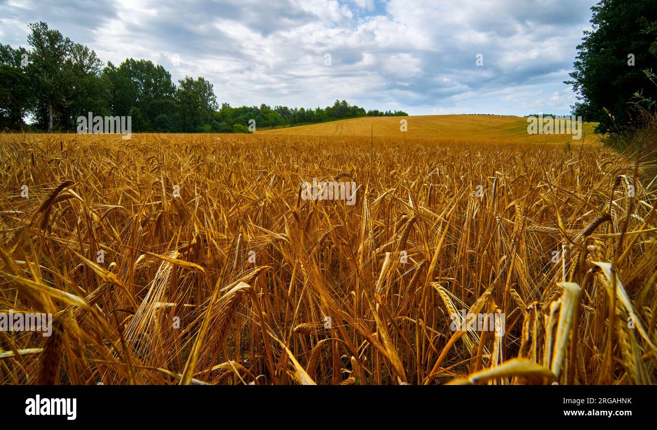 Overview of a rye field with full golden spikes Stock Photo - Alamy