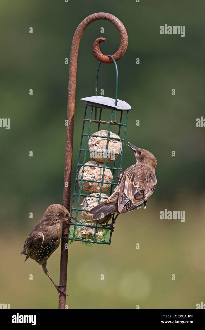 Common Starling (Sturnus vulgaris) immatures feeding at fat feeder ...