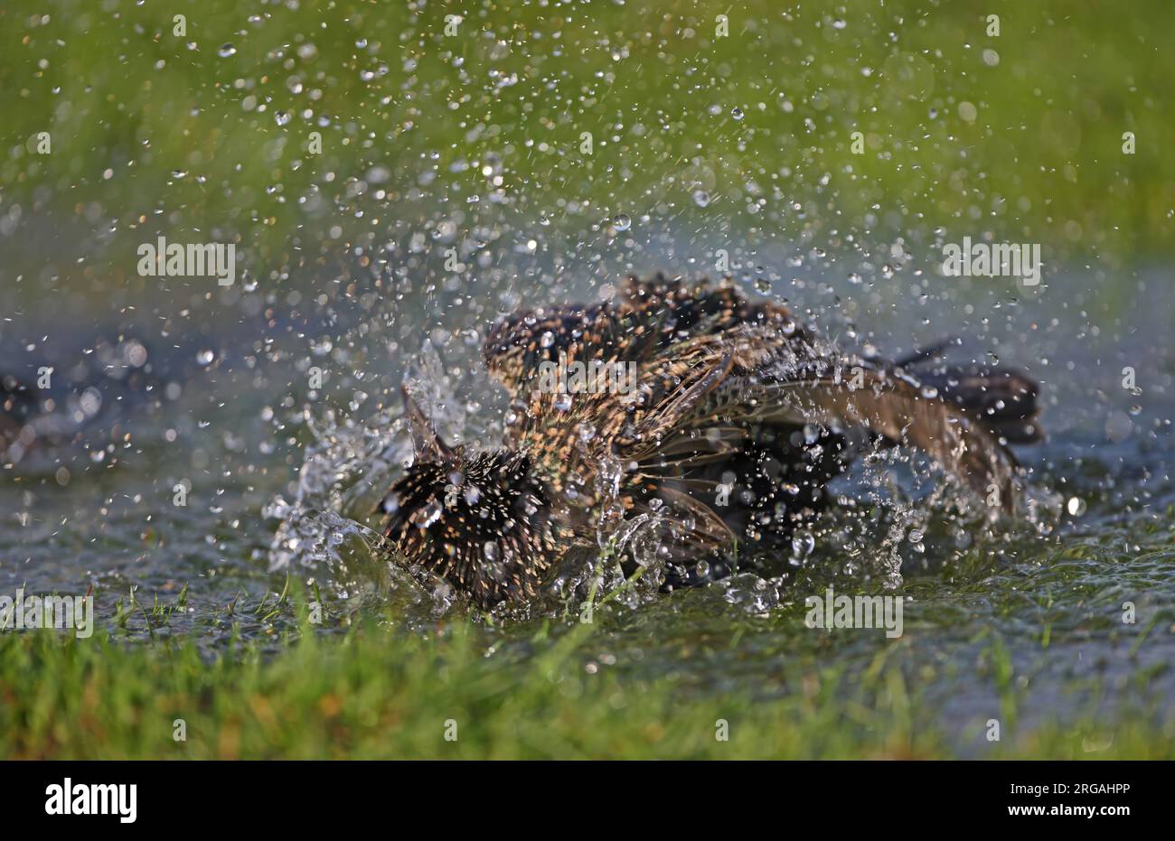 Common Starling (Sturnus vulgaris) adult bathing in shallow water ...