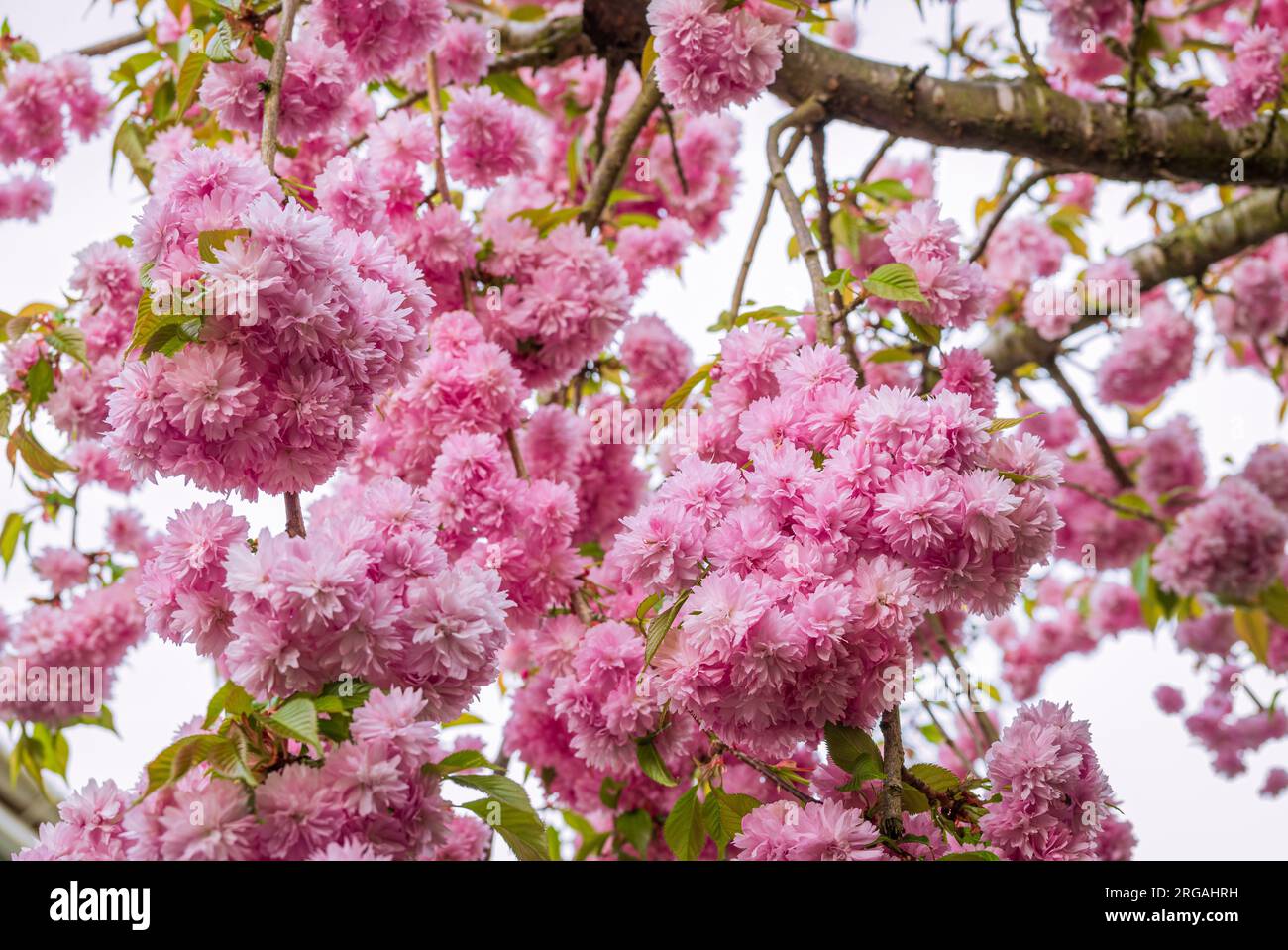 Pink cherry full blossom hi-res stock photography and images - Alamy