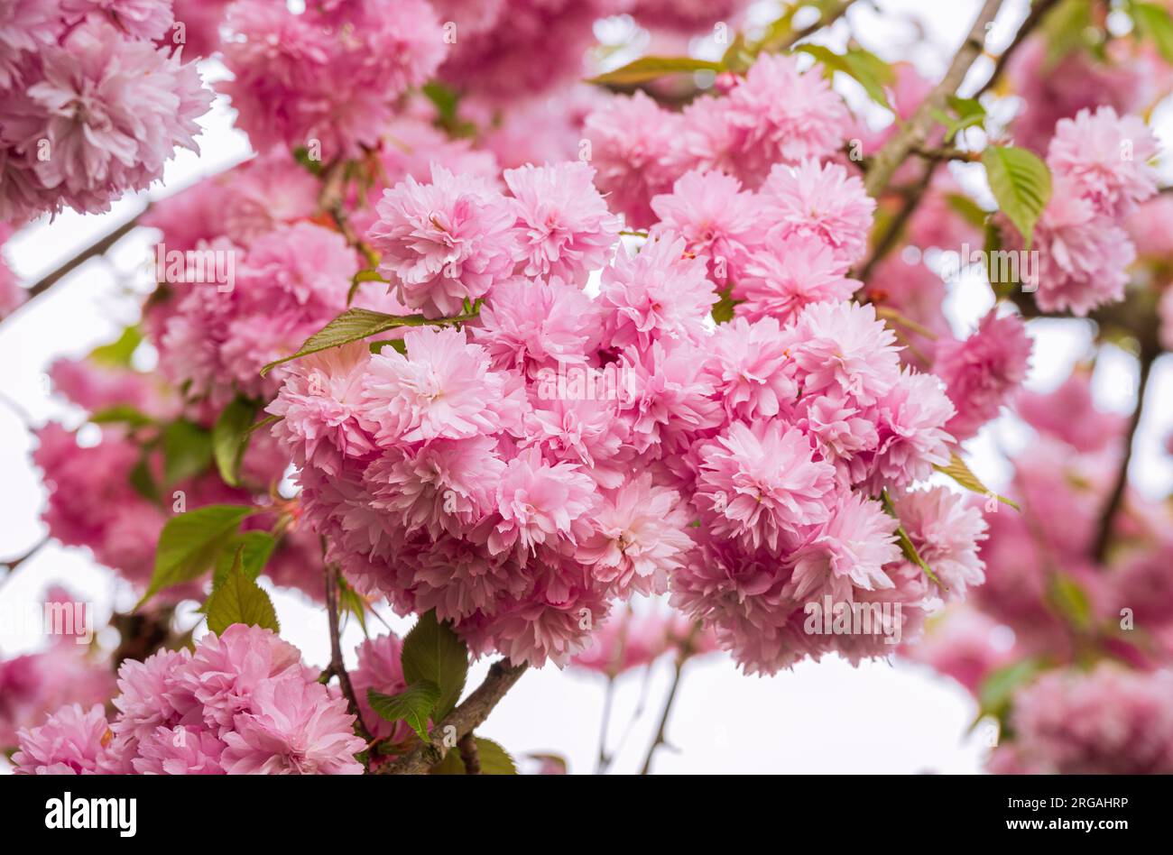 Beauty of fully bloomed pink cherry Stock Photo - Alamy