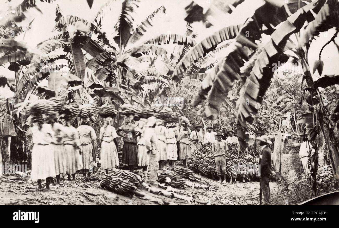 Vintage late 19th century photograph: Workers on a banana plantation ...