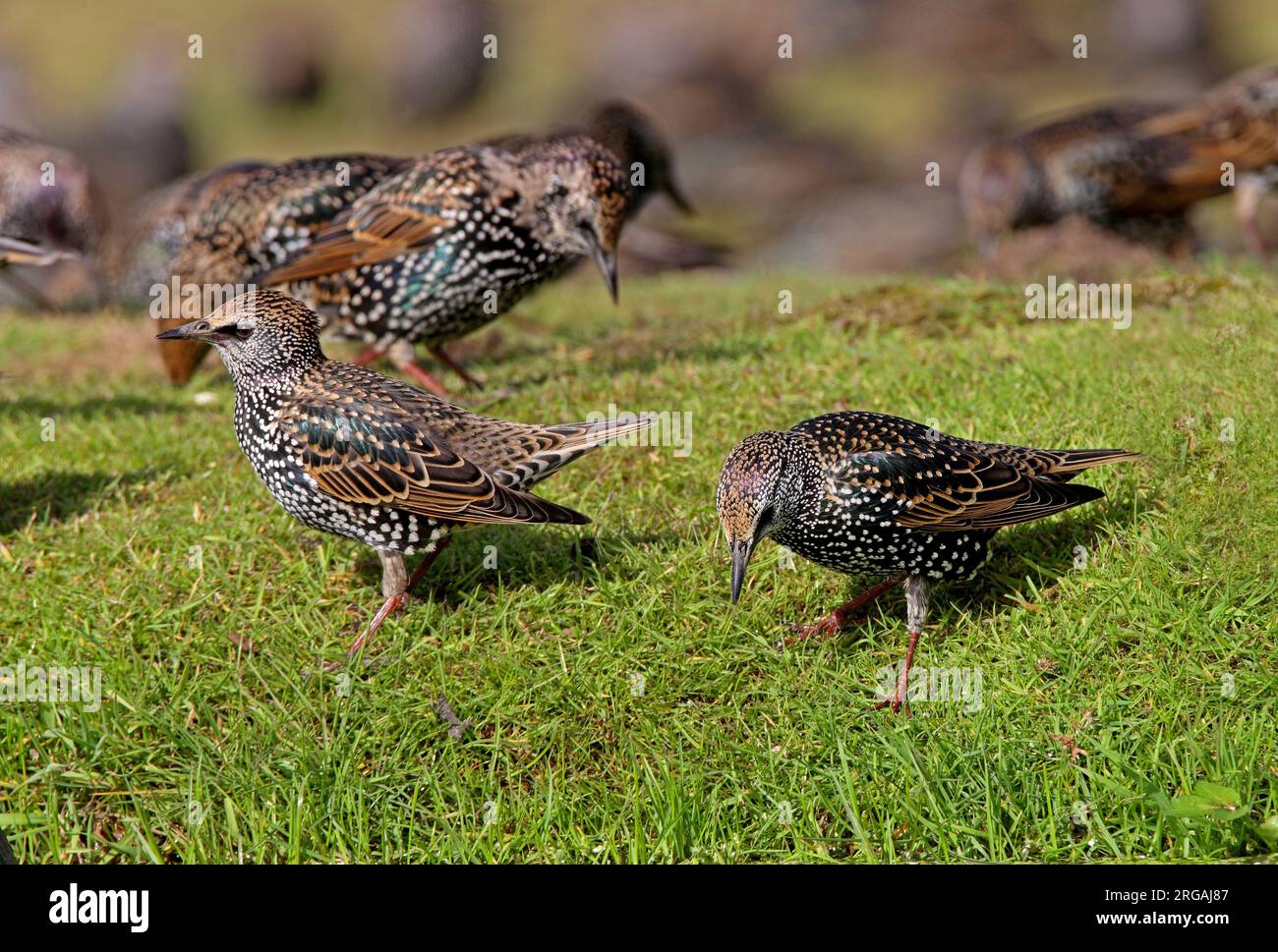 Common Starling (Sturnus vulgaris) flock feeding in grassy field Eccles ...