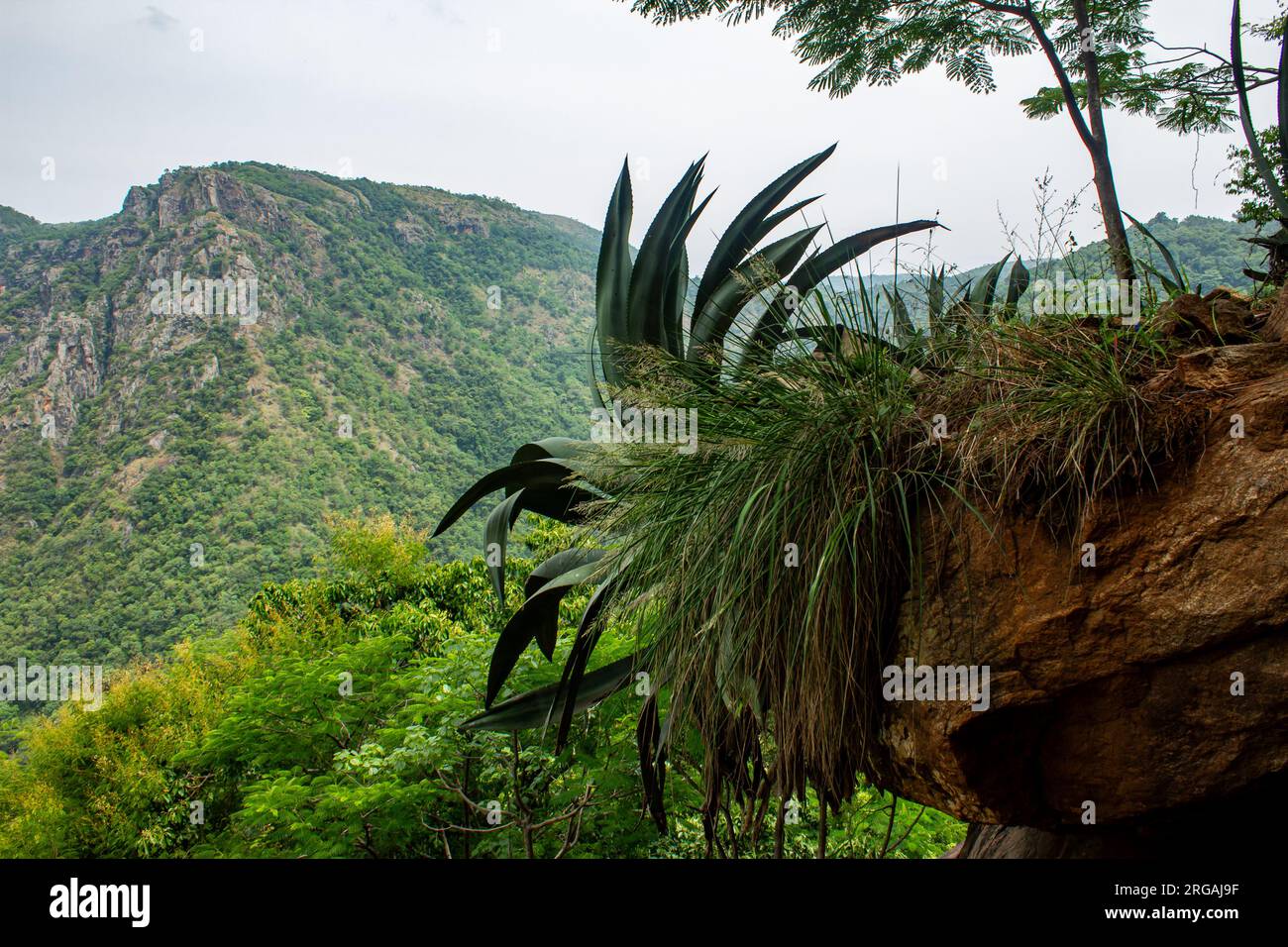 Kolli malai hi-res stock photography and images - Alamy