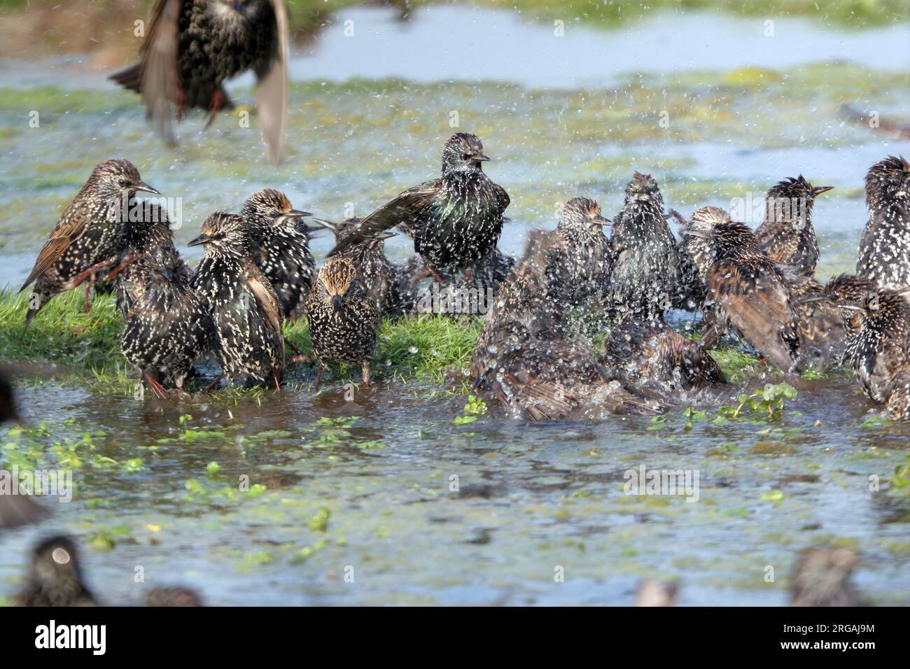 Common Starling (Sturnus vulgaris) flock bathing in shallow water ...