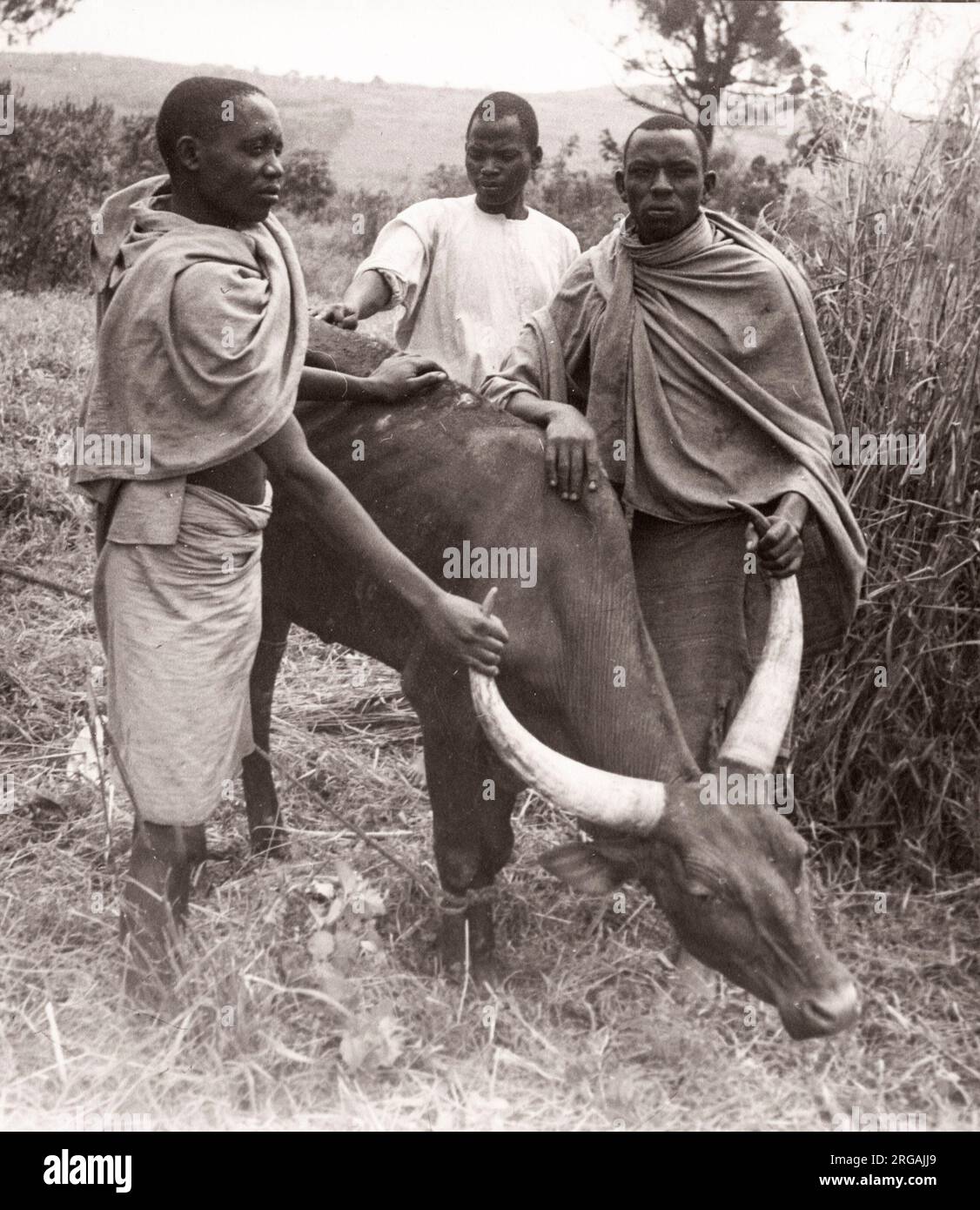 East Africa - Uganda inoculation campaign by British against tsetse fly ...