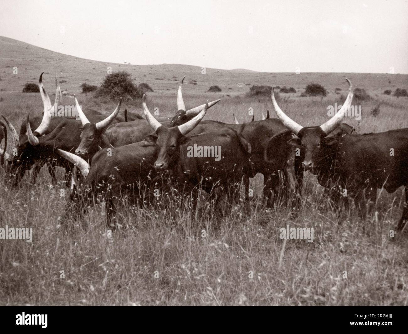 East Africa - Uganda inoculation campaign by British against tsetse fly ...