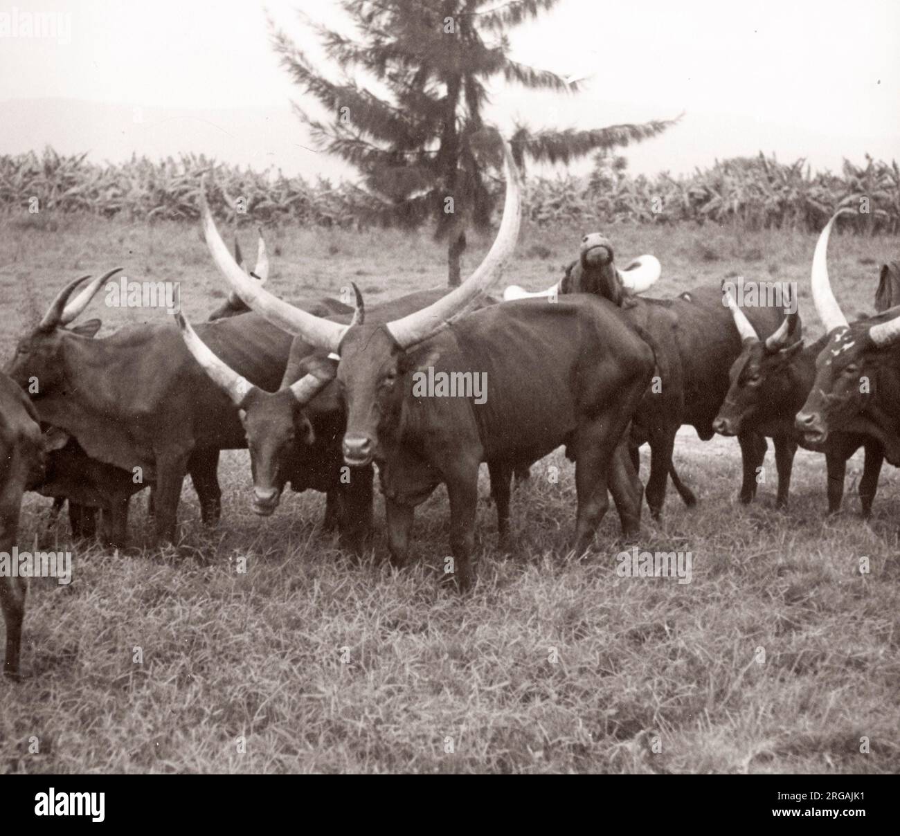 East Africa - Uganda inoculation campaign by British against tsetse fly ...