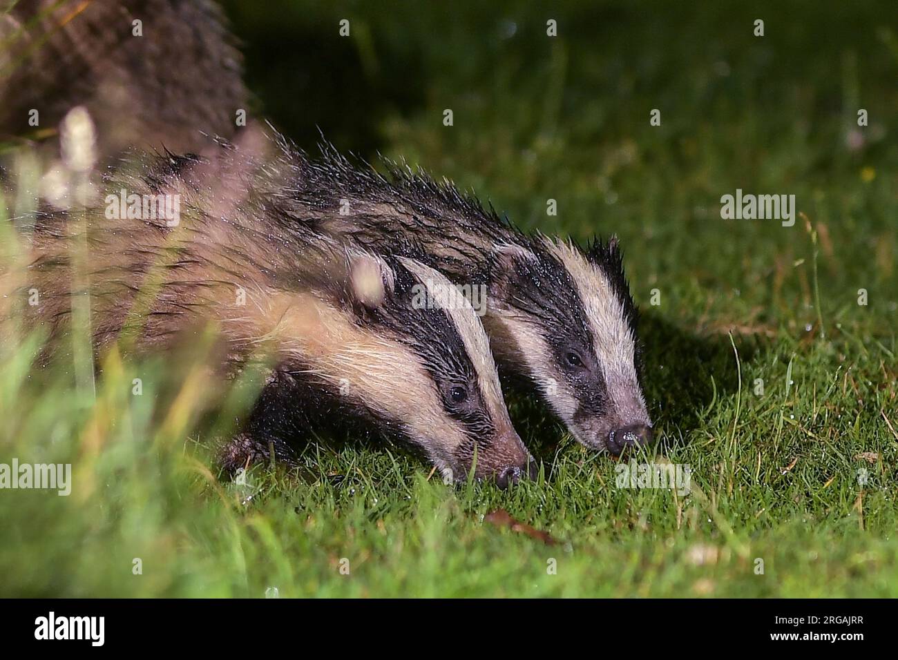 Pair of badger cubs feeding hi-res stock photography and images - Alamy