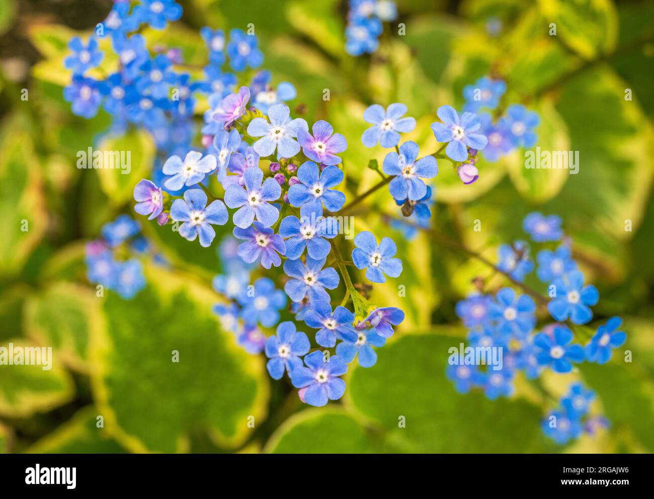 Lovely small blue flowers of Brunnera Macrophylla on sunny day in ...