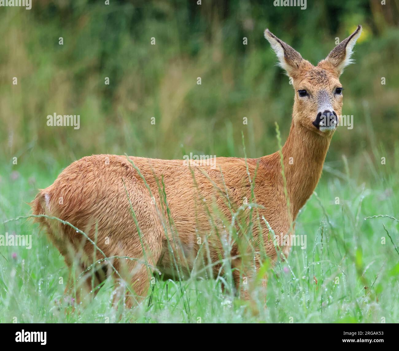 A Roe Deer doe (Capreolus capreolus) in the Cotswold Hills ...