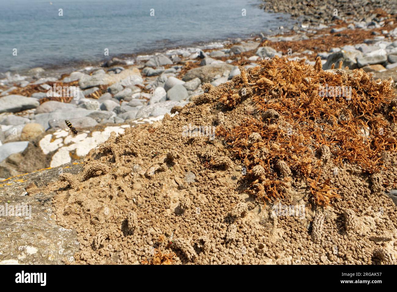 Spiny mason wasp (Odynerus spinipes) female flying to her nest burrow's ...