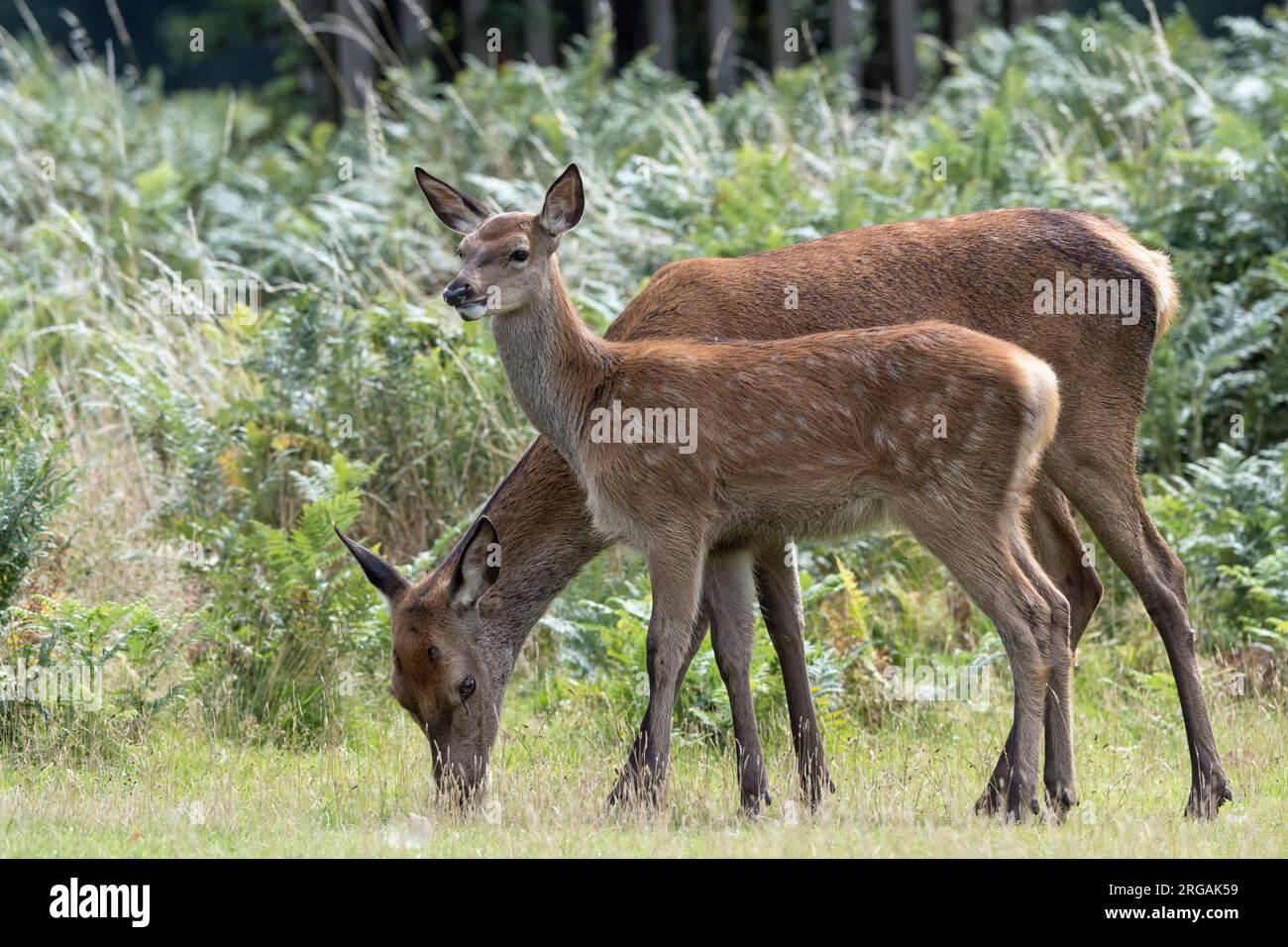 Young spotted deer grazing in hi-res stock photography and images - Alamy