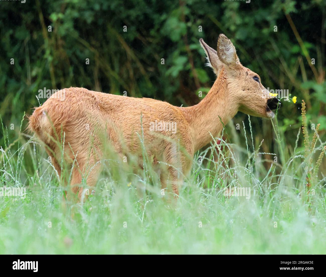 A Roe Deer doe (Capreolus capreolus) in the Cotswold Hills ...
