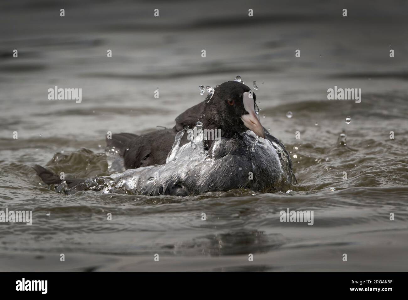 Coot emerging from a dive for food Stock Photo - Alamy