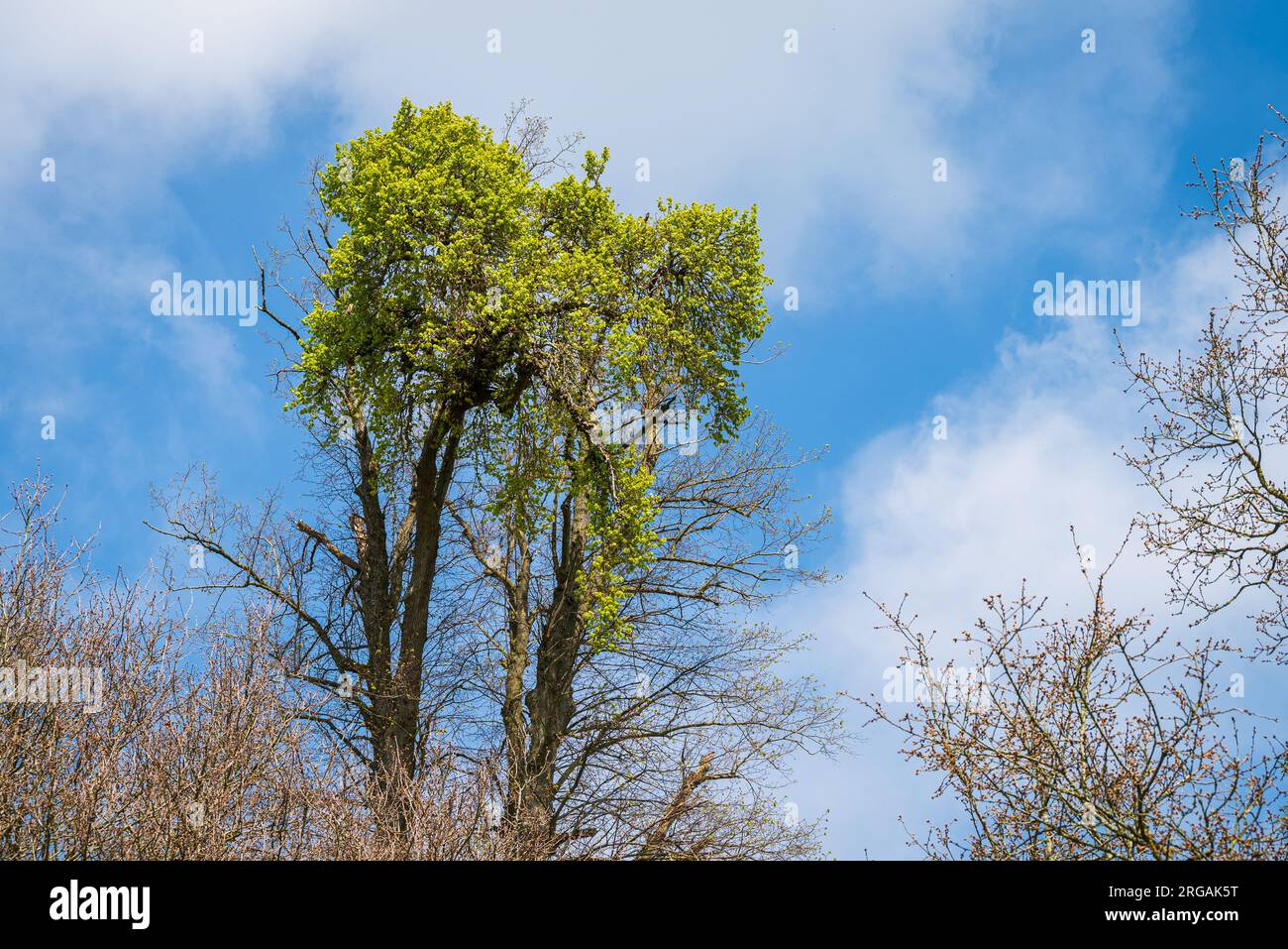 Strange looking twin trees with new shoots in early Spring Stock Photo ...