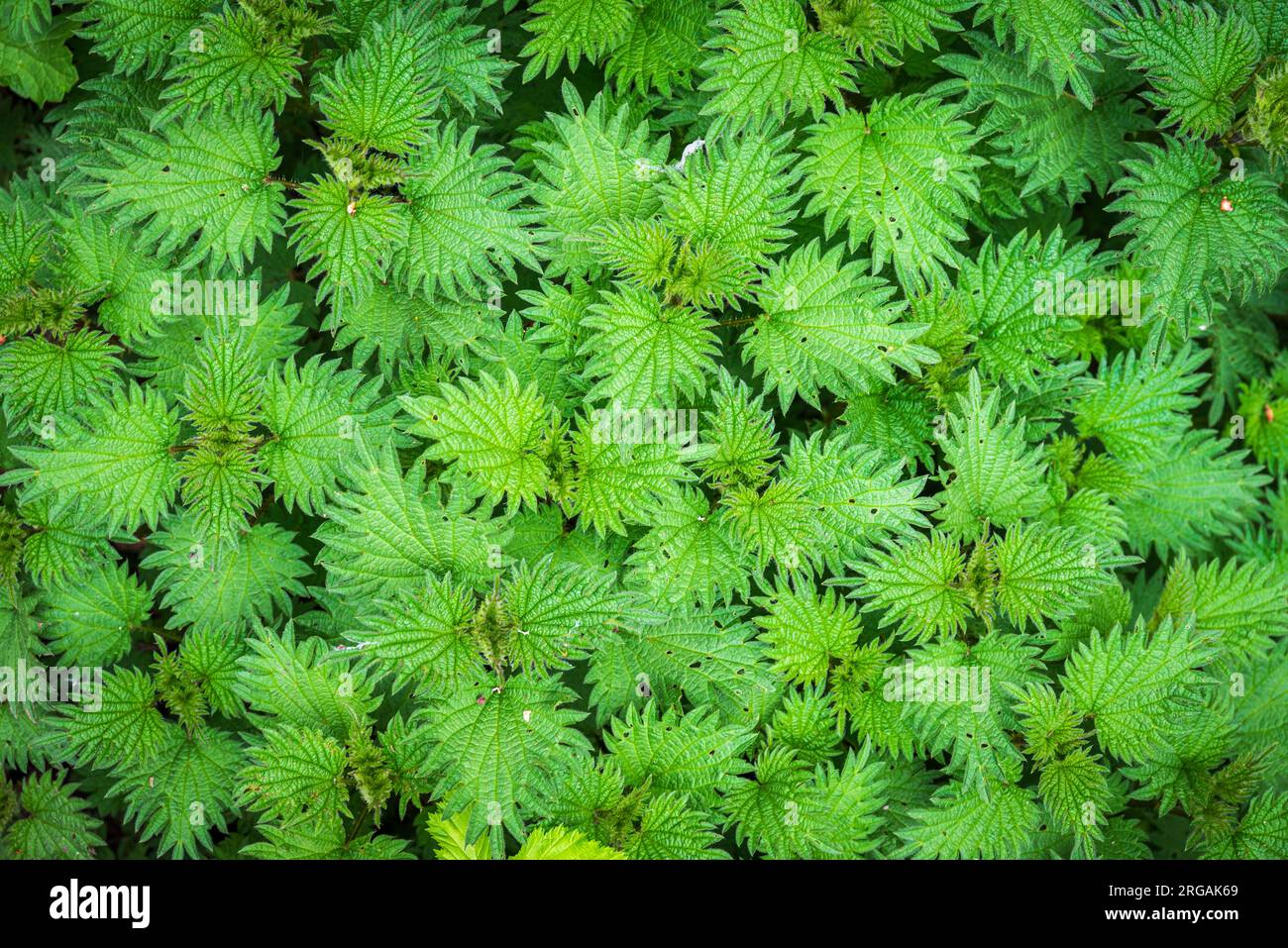 Early stinging nettle hi-res stock photography and images - Alamy