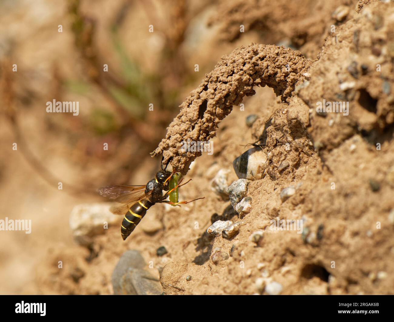Potter wasp nest hi-res stock photography and images - Alamy