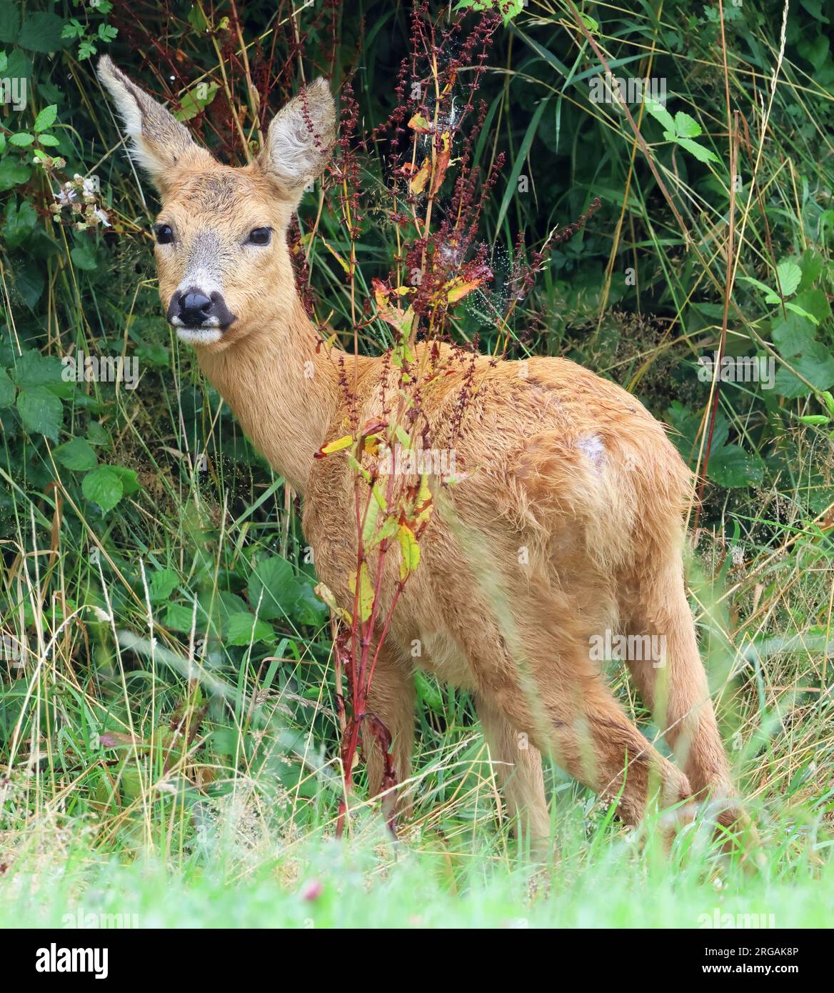 A Roe Deer doe (Capreolus capreolus) in the Cotswold Hills ...
