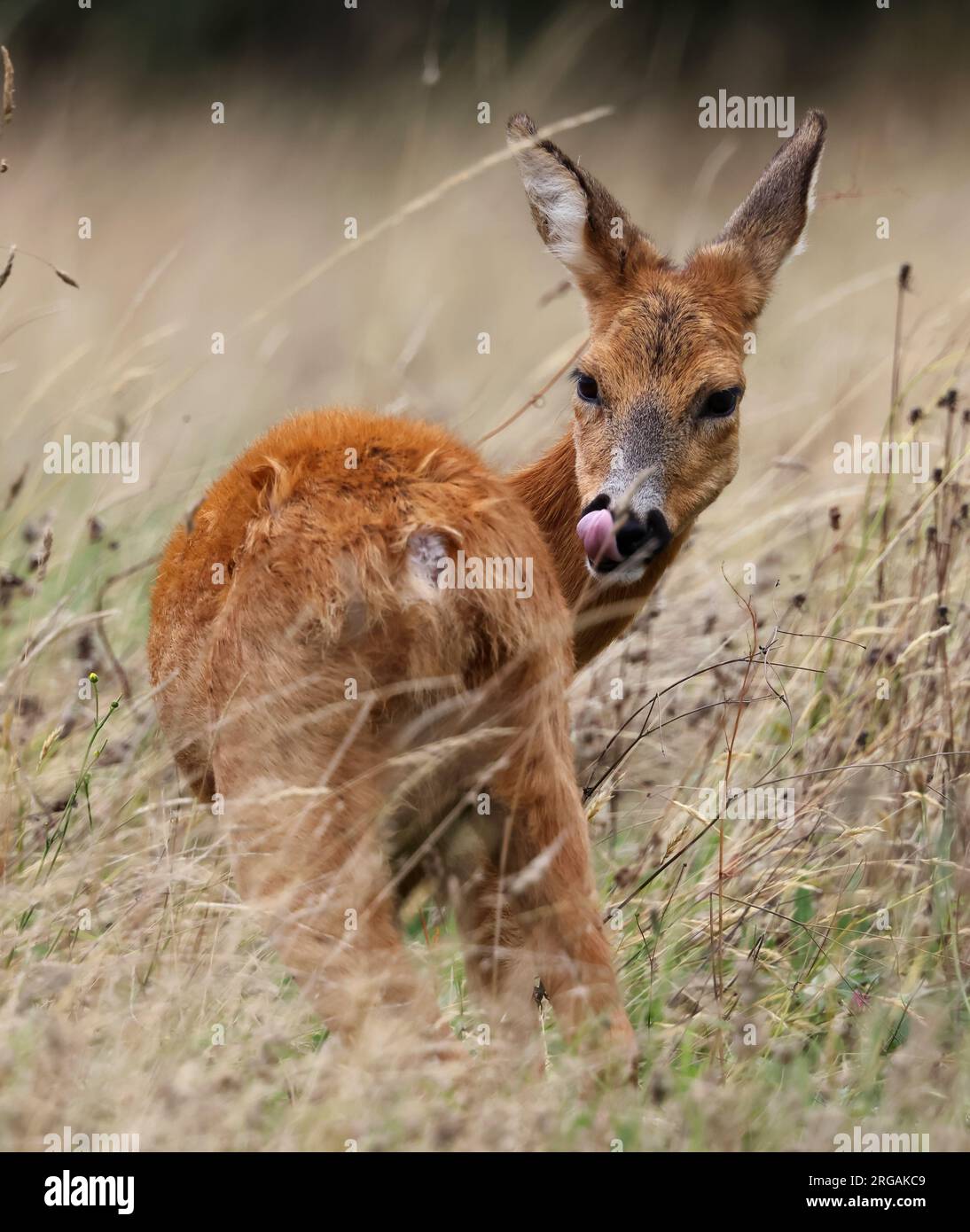 A Roe Deer doe (Capreolus capreolus) in the Cotswold Hills ...