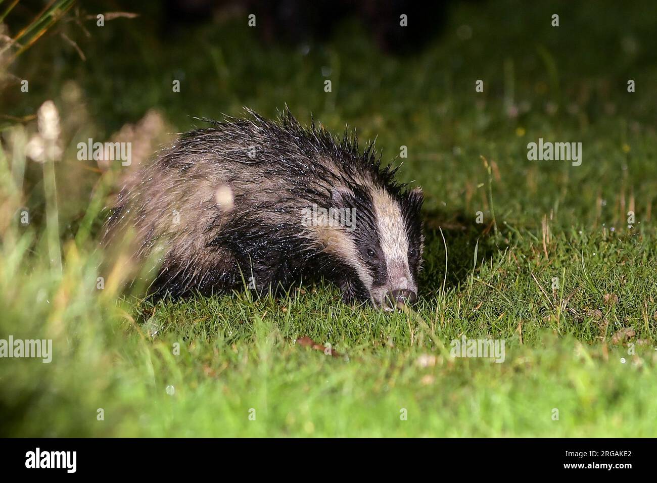 Wet badger cubs hi-res stock photography and images - Alamy