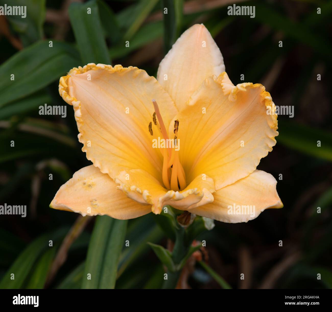 Pretty colours with pink hi-res stock photography and images - Alamy