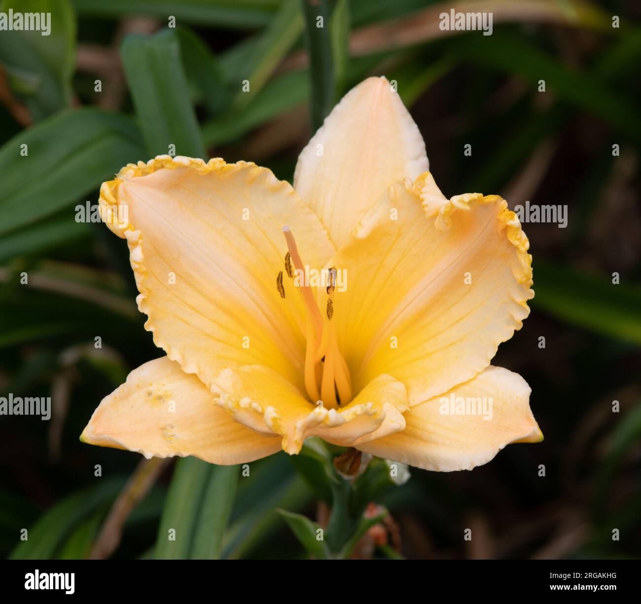 Hemerocallis 'Pretty Miss' Stock Photo - Alamy