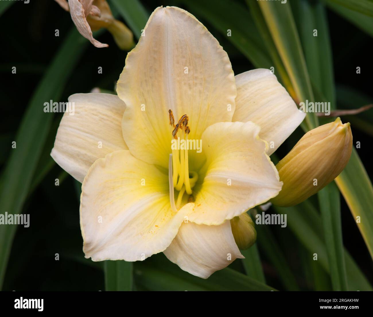Moon giant hi-res stock photography and images - Alamy