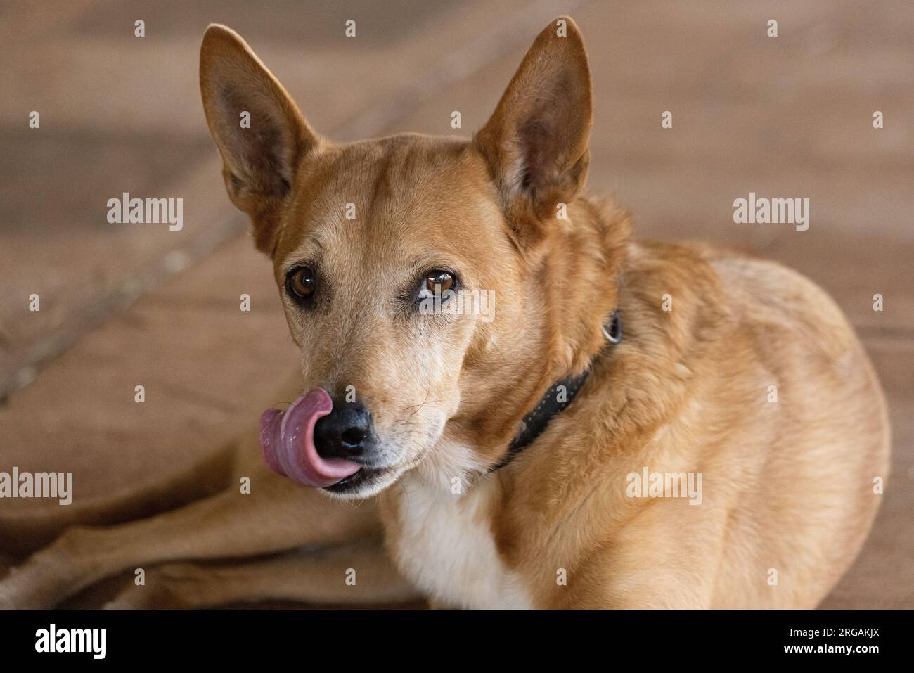 Adorable dixie dingo dog licking its face with tongue Western ...